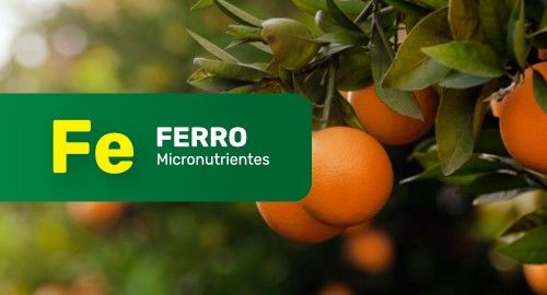 O micronutriente essencial na fotossíntese: Ferro - Ourofertil